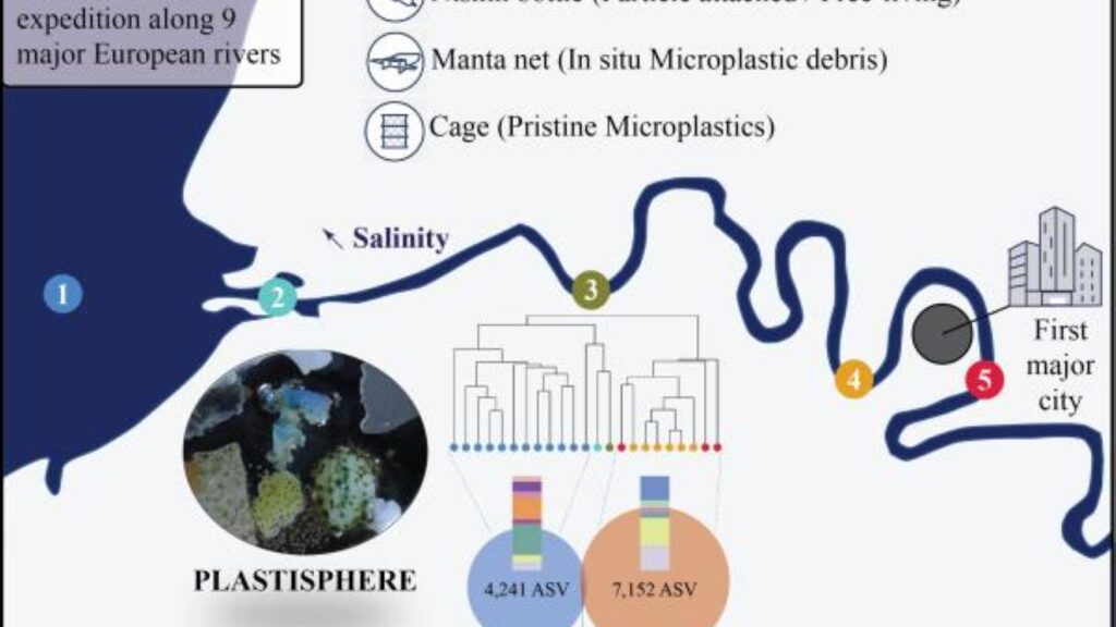 Water salinity cuts the risk of harmful bacteria riding on ...