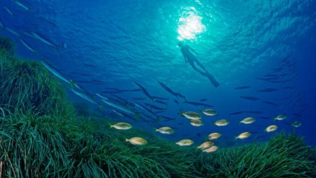 High Seas Treaty enters into force: A milestone for ocean conservation ...